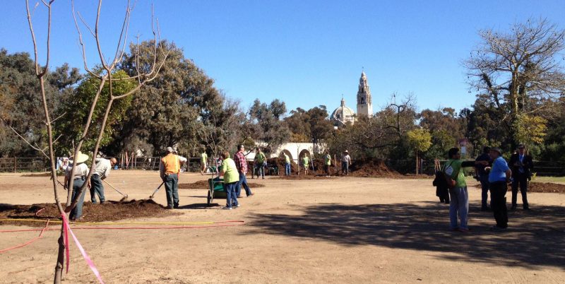 Balboa Park Conservancy Embarks on Urban Forestry Project - Balboa Park ...